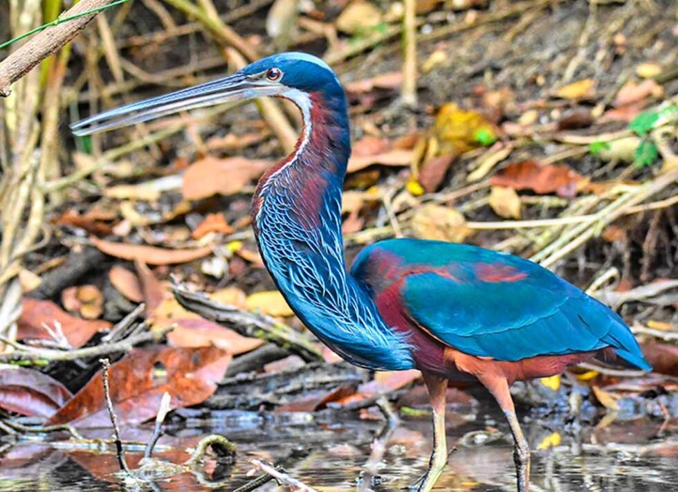 Belize Birding Tour Packages | Birdwatching Belize