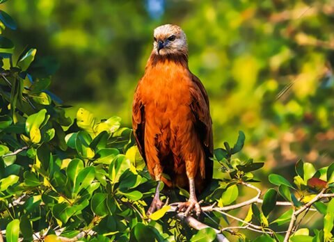 Birdwatching Northern Belize | Wildlife & Birding Trips