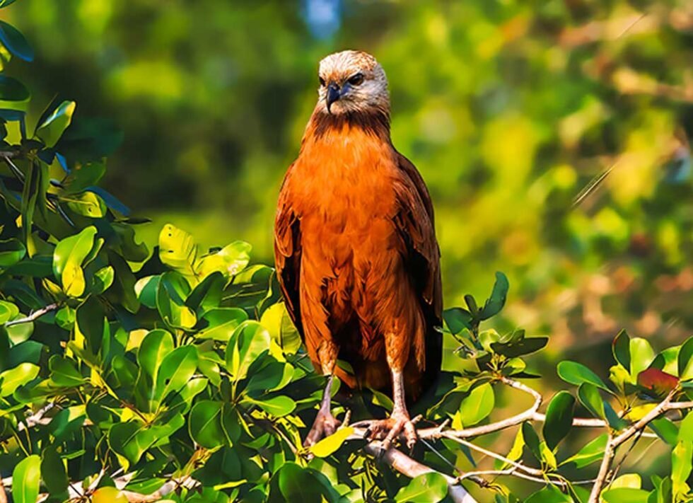 Birdwatching Northern Belize | Wildlife & Birding Trips