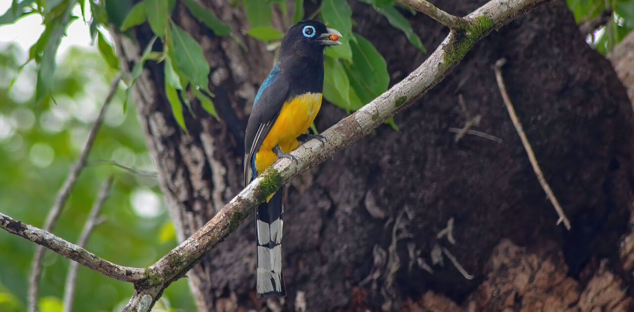 El Pilar & Aguacate Lagoon Private Birdwatching Tour | Belize