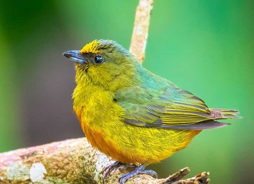 Birding in the South of Belize | Birding Expeditions Belize