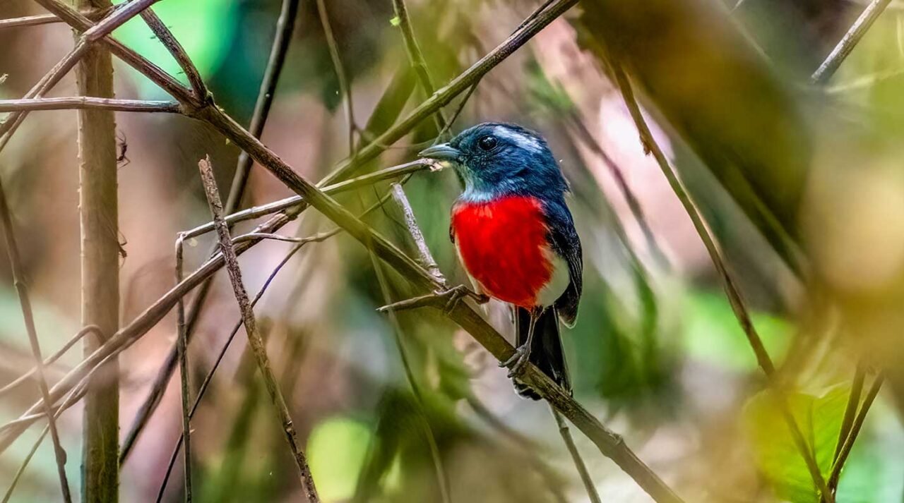 Belize Birding Destinations: A Birdwatcher's Paradise