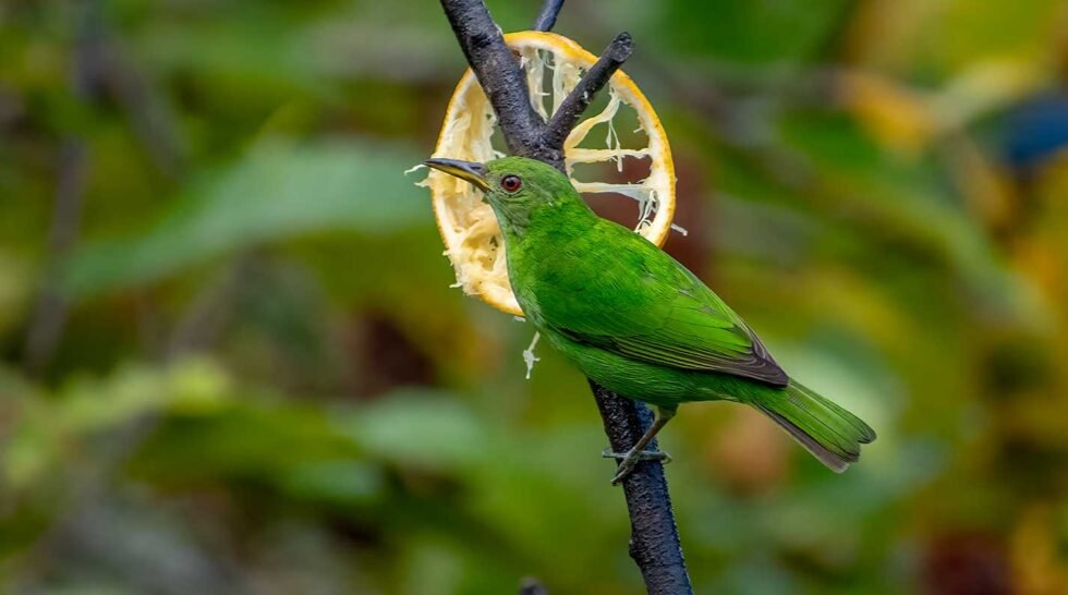 Best Birdwatching Spots in Belize District