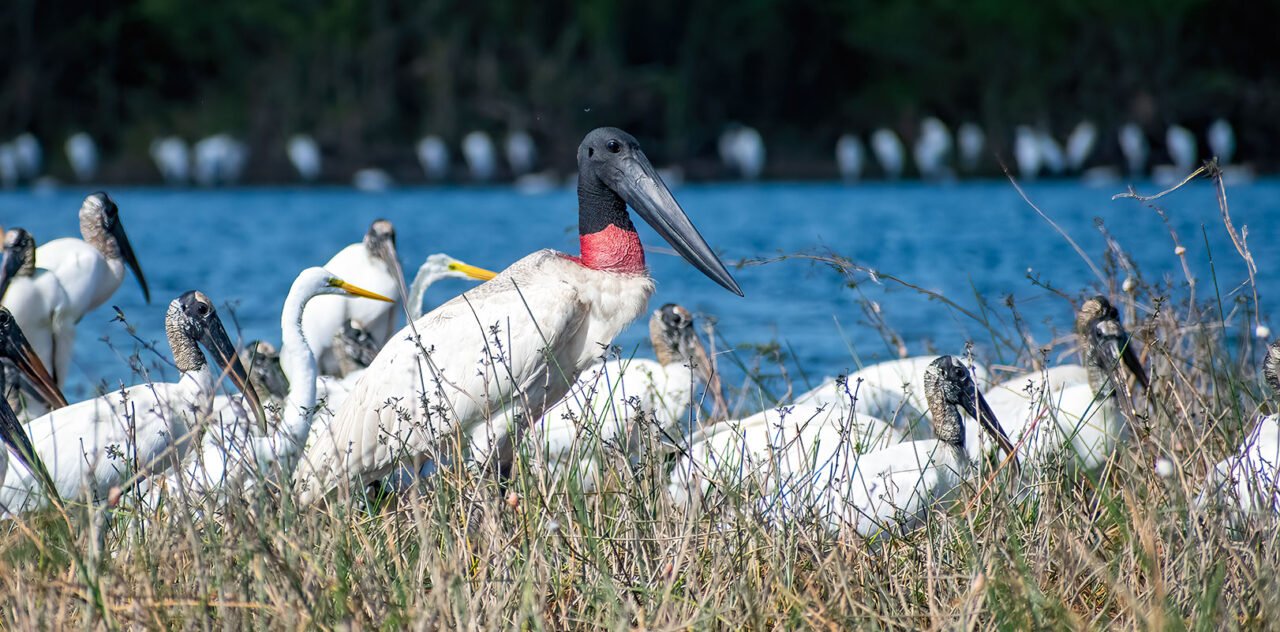 El Pilar & Aguacate Lagoon Private Birdwatching Tour | Belize