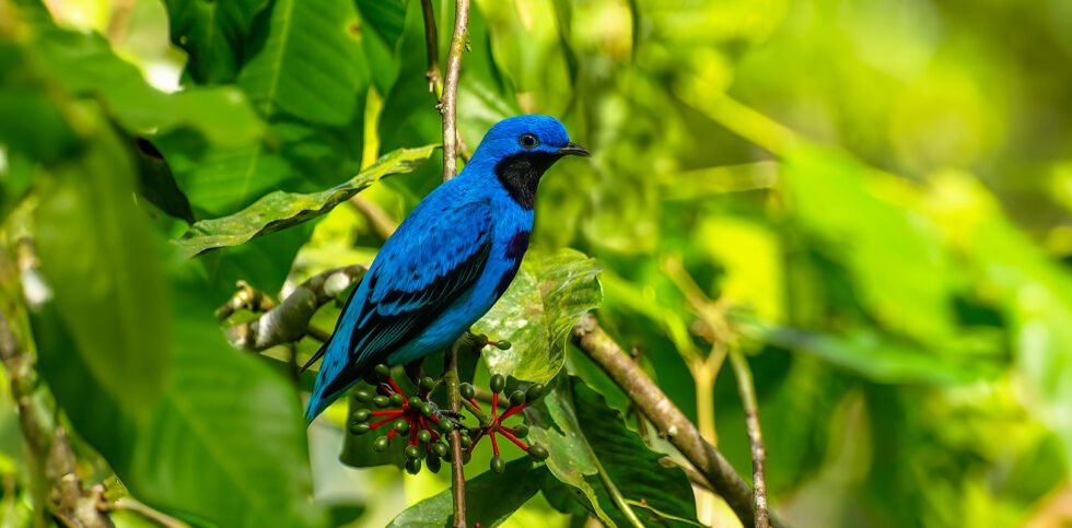 San Ignacio One-Day Private Birdwatching Tour | Birding Belize