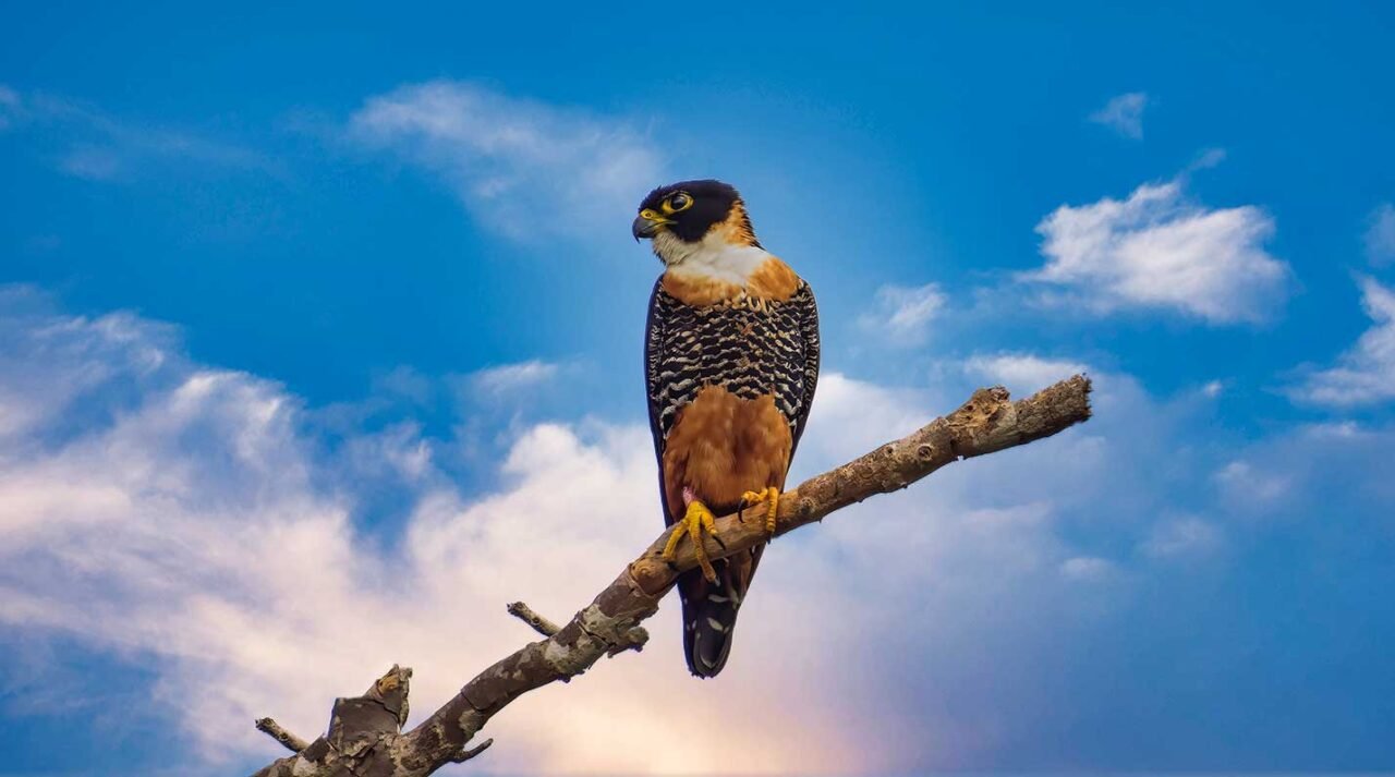 Belize Birding Destinations: A Birdwatcher's Paradise