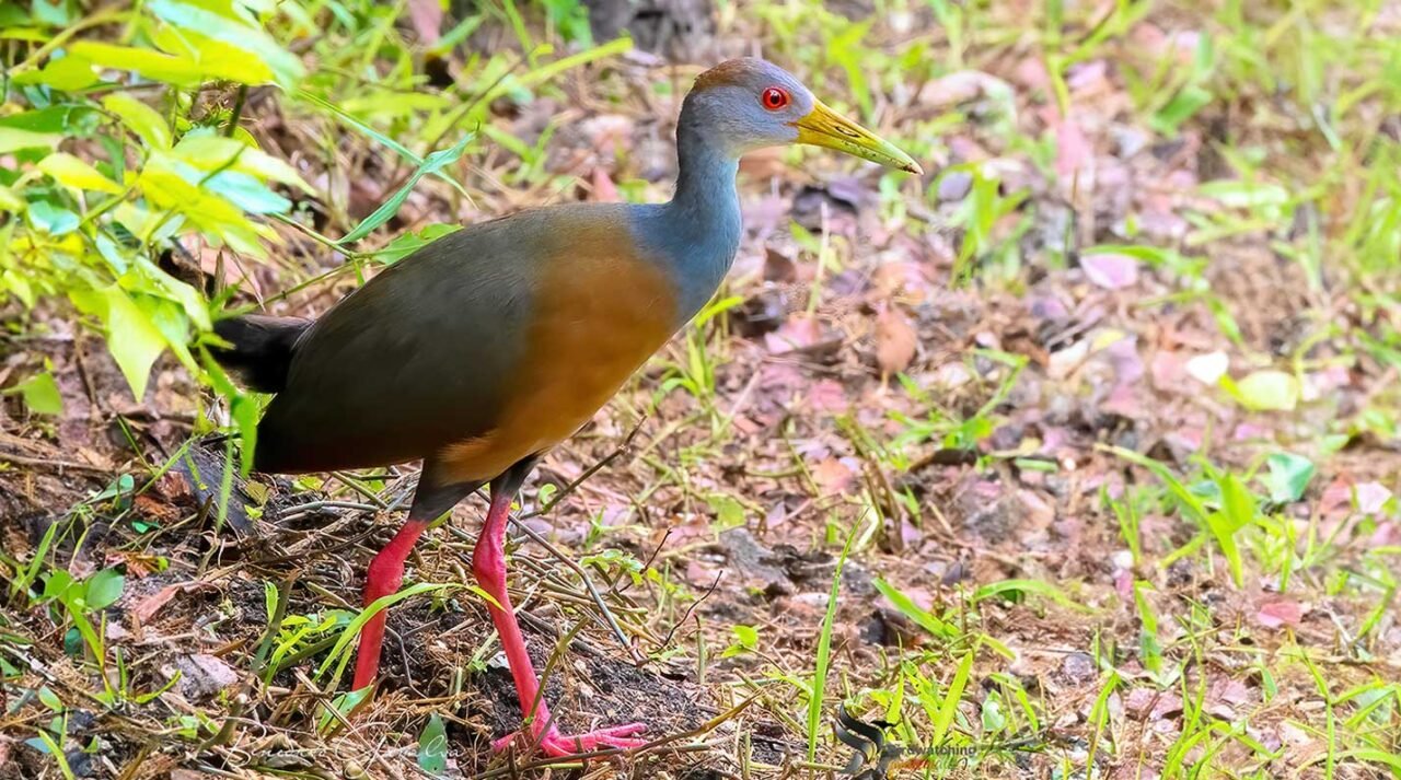 Best Birdwatching Spots in Belize District