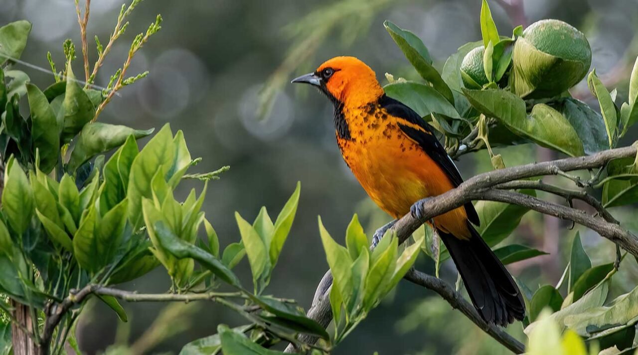 Best Birdwatching Spots in Belize District