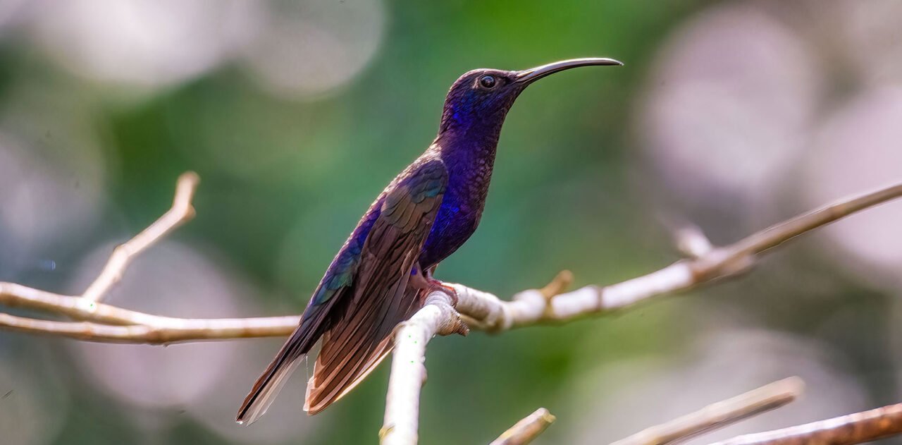 Private Birdwatching Tour at Caracol & Mountain Pine Ridge