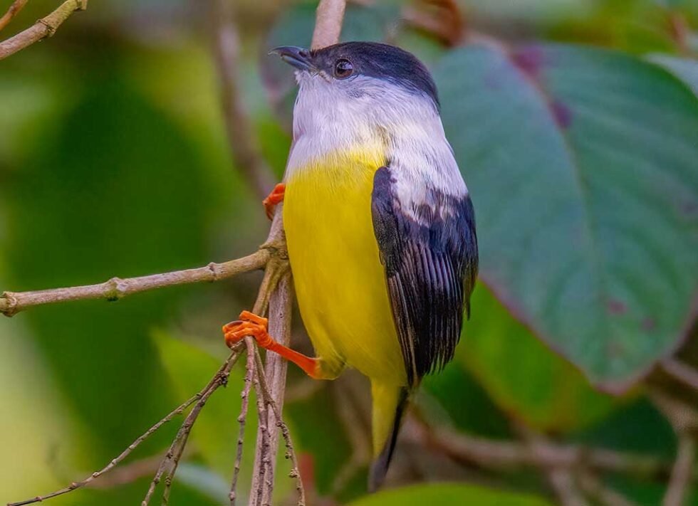 Birdwatching Northern Belize | Wildlife & Birding Trips
