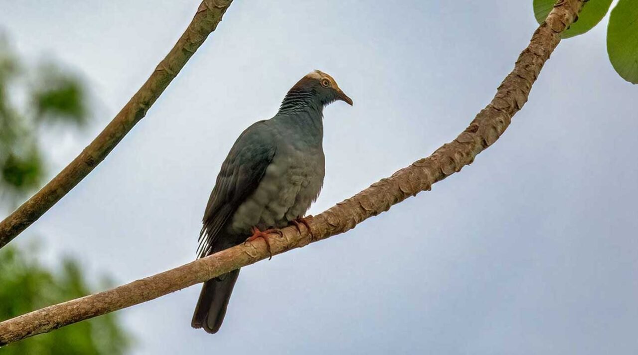Best Birdwatching Spots in Belize District