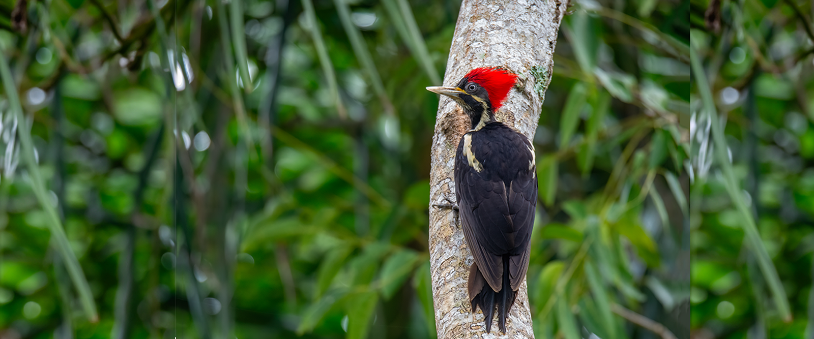 Belize Birding Tour Packages | Birdwatching Belize